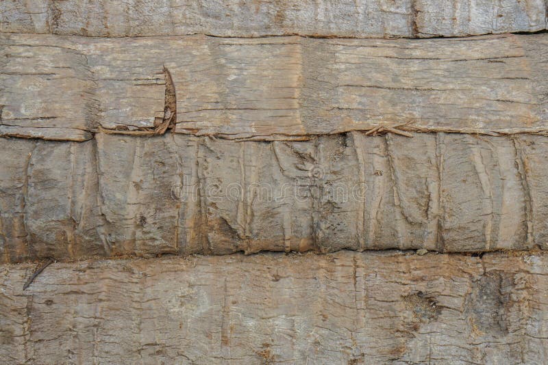 Horizontal Coconut Tree Trunk Texture Stock Photo - Image of abstract ...