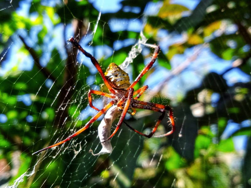 Close Up Horizontal Shot of a Spider Animal Stock Image - Image of ...