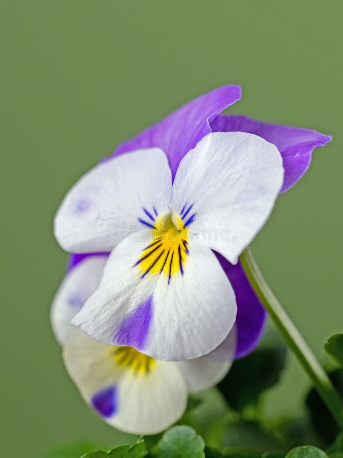 Close Up of Horned Violet Viola Cornuta Flower Isolated on Green ...