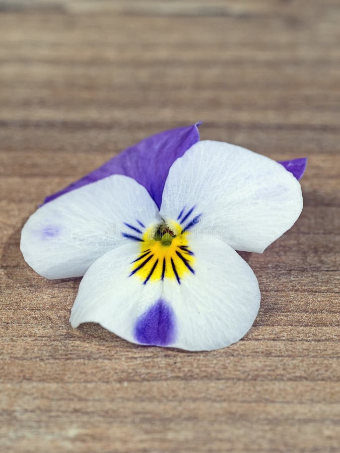 Close-up of Horned Violet Viola Cornuta Flower on Wood Stock Photo ...