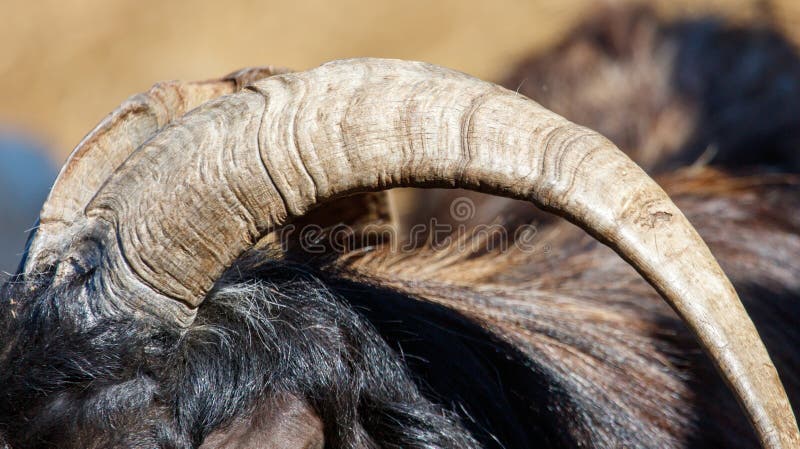 Close-up of the Horns on a Goat& X27;s Head Stock Photo - Image of ...