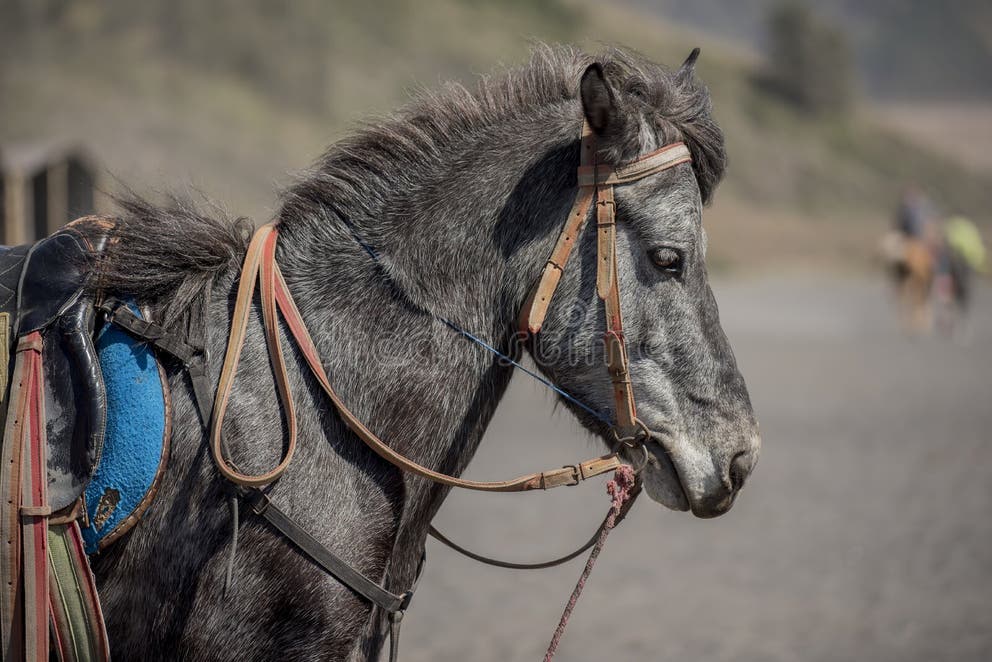 Close Up Horse from Bromo Mountain Java ,Indonesia. Stock Photo - Image ...