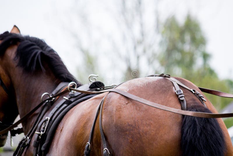 Close Up of Horse Drawn Carriage Tack Stock Image - Image of outside ...