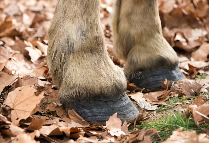 Close Up of a Horse`s Hooves Stock Photo - Image of hoof, hooves: 103698836