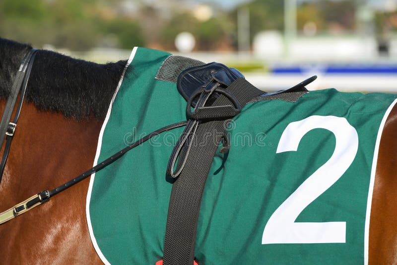 Close-up of a Horseback Under a Racing Saddle Stock Image - Image of ...