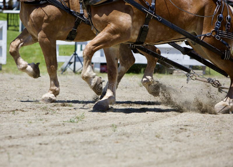Close-Up of a Horses`s Legs while Harnessed To Pull. Stock Image ...