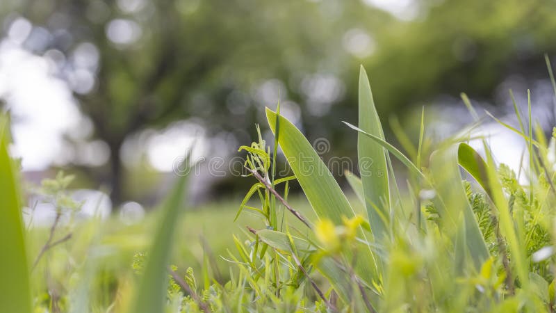 Close Up Hot of Fresh Plants on the Ground Stock Image - Image of color ...