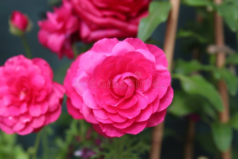 Close Up of a Hot Pink Ranunculus Flower Stock Photo - Image of ...