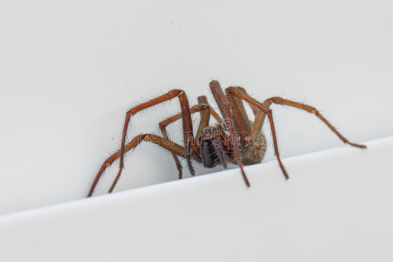 Close Up of a House Angle Spider Stock Photo - Image of away, black ...