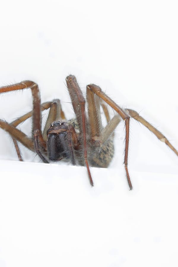 Close Up of a House Angle Spider Stock Photo - Image of bright, house ...