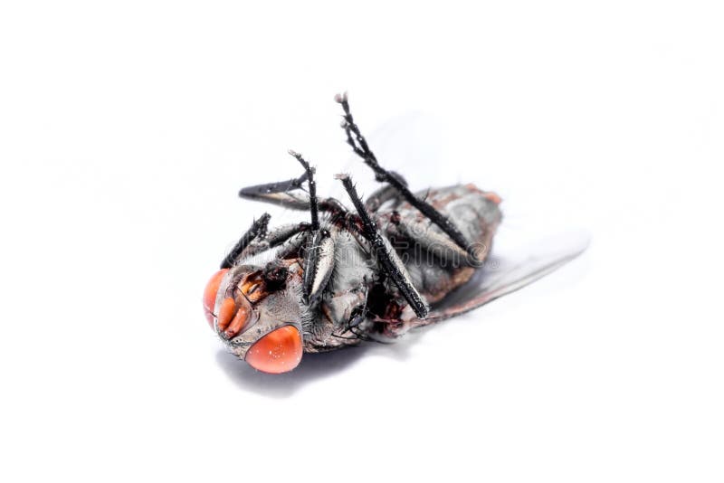 Close-up of House fly stock image. Image of horrifying - 68506869