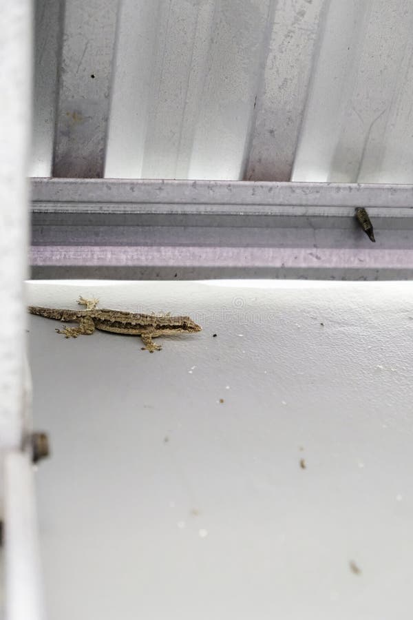 Close-up of House Lizard or Little Gecko on a Wall Stock Image - Image ...