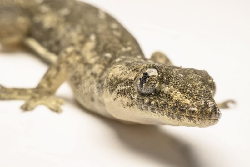 Close Up, the House Lizard, Thailand Stock Photo - Image of eyes, close ...