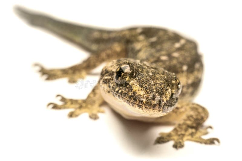 Close Up, the House Lizard, Thailand. Stock Image - Image of macro ...