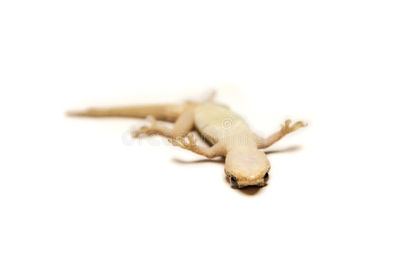 Close Up, the House Lizard, Thailand. Stock Photo - Image of eyes ...