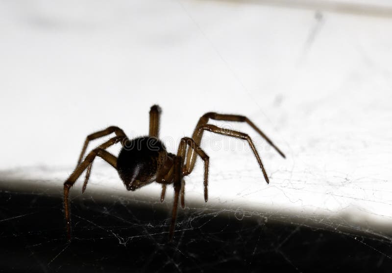 Close Up of a House Spider on a Web Stock Photo - Image of sharp, shine ...