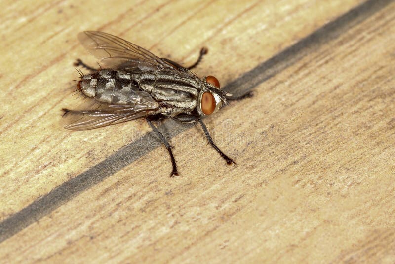 Close Up Housefly is Insect Bug on Floor Stock Image - Image of ...