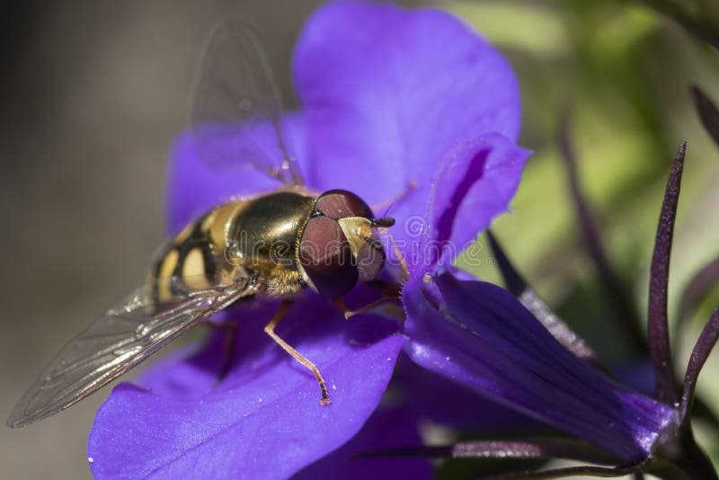 Hover fly head close up stock photo. Image of expressions - 101181526