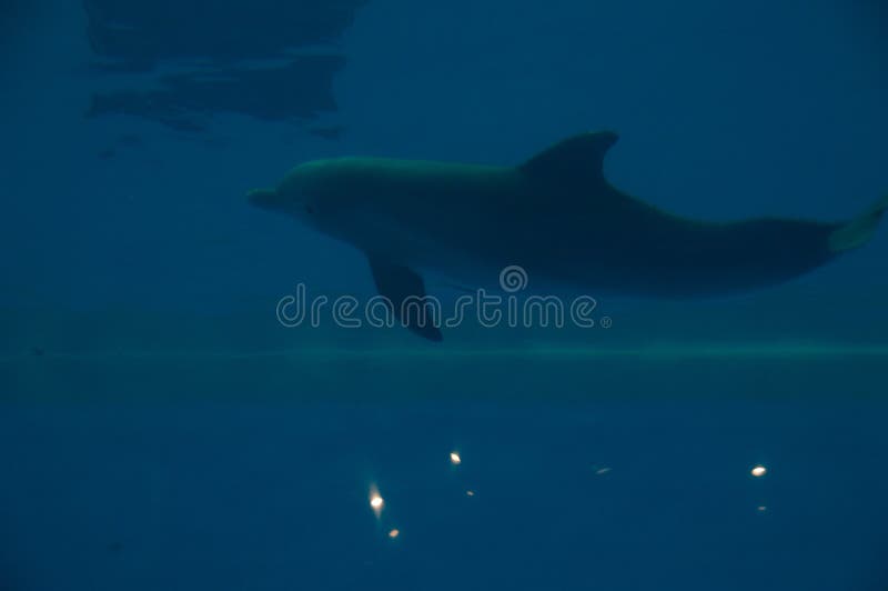 Close Up of a Hug Dolphin Swimming Underwater in Blue Water Stock Photo ...