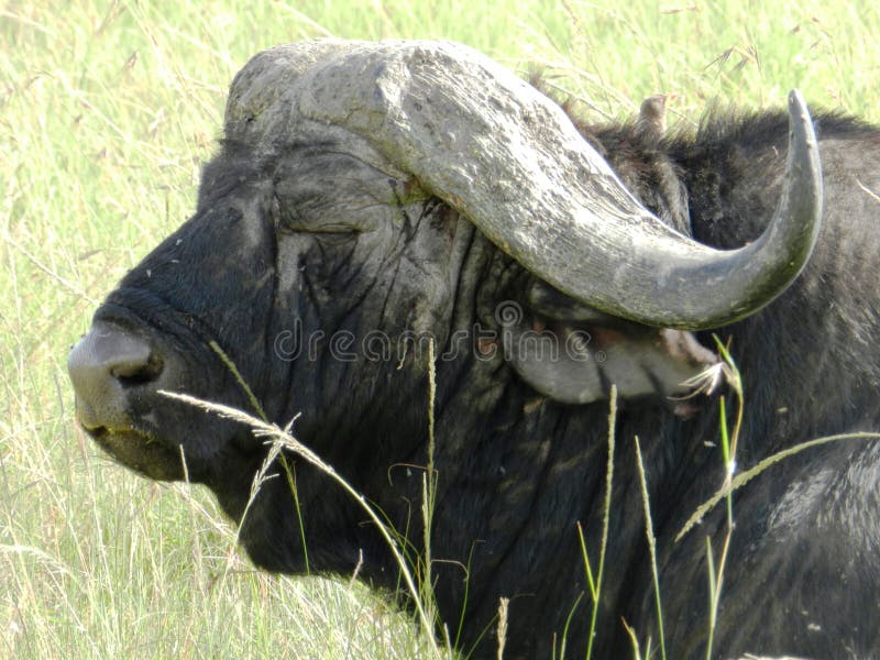 Close Up of a Huge African Buffalo while Resting Stock Photo - Image of ...