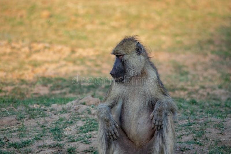 Close-up of a Huge Baboon Seating in the Savanna Stock Image - Image of ...