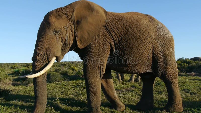Close up of huge elephant stock footage. Video of safari - 42086812