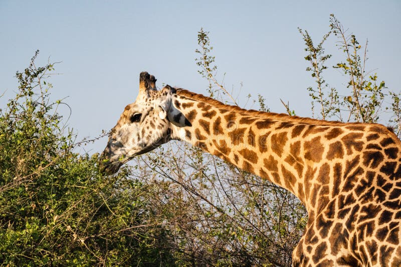 Close-up of a Huge Giraffe Eating in the Bush Stock Photo - Image of ...