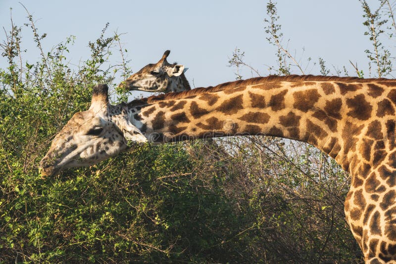 Close-up of a Huge Giraffe Eating in the Bush Stock Photo - Image of ...