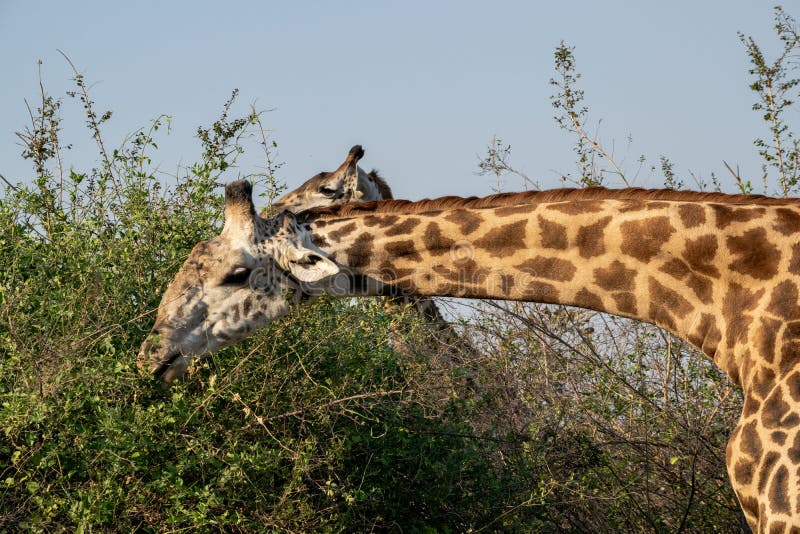 Close-up of a Huge Giraffe Eating in the Bush Stock Photo - Image of ...