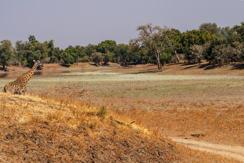 Close-up of a Huge Giraffe Eating in the Bush Stock Photo - Image of ...