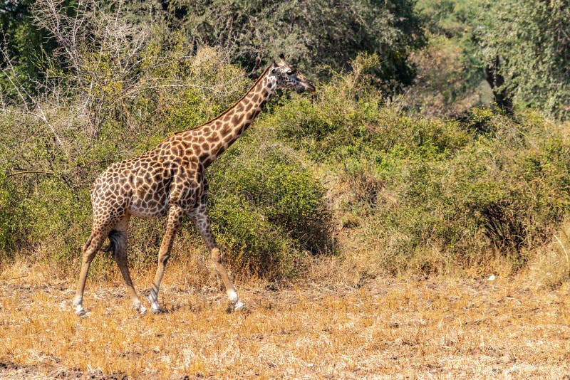 Close-up of a Huge Giraffe Eating in the Bush Stock Image - Image of ...