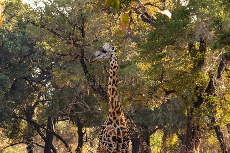 Close-up of a Huge Giraffe Eating in the Bush Stock Image - Image of ...