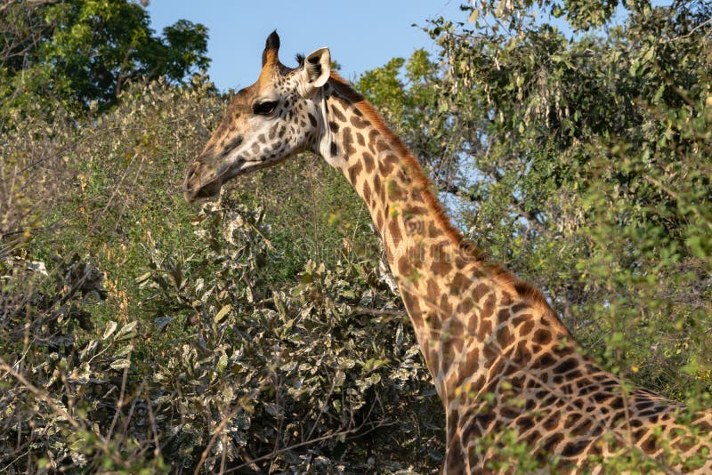 Close-up of a Huge Giraffe Eating in the Bush Stock Photo - Image of ...
