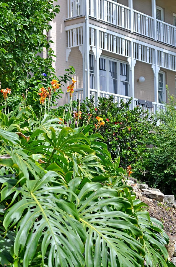 A Close Up of Huge Green Tropical Leaf. Split Leaf Philodendron Stock ...