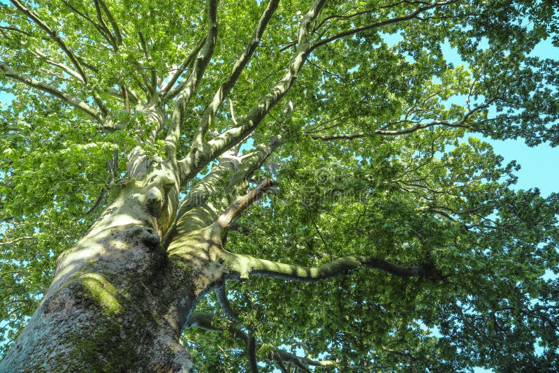 Huge plane tree stock photo. Image of ecology, lush - 262721806