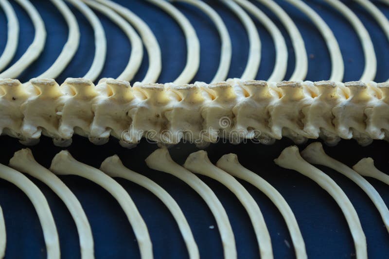Close Up Huge Skeleton of the Spine and Ribs of the Yellow Snake Python ...