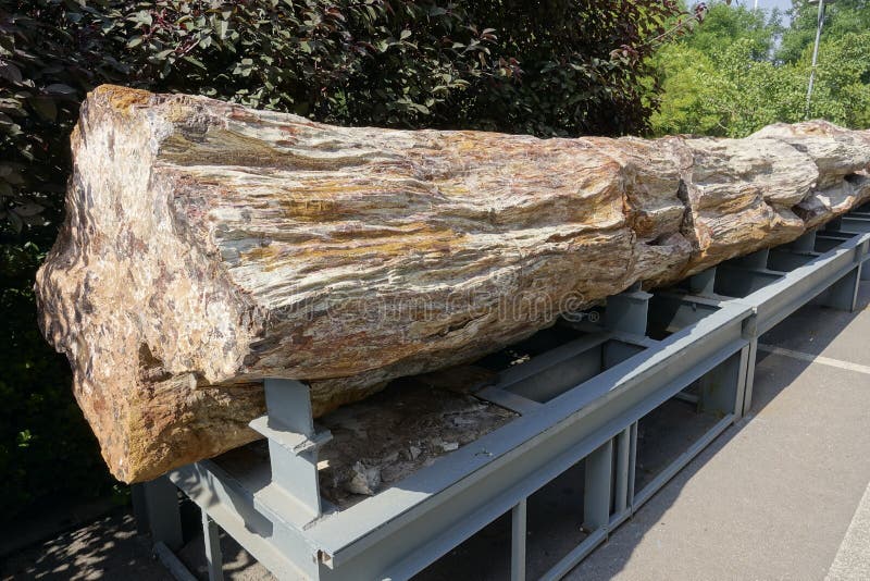 Tree fossil stock image. Image of closeup, phytolith - 119489855