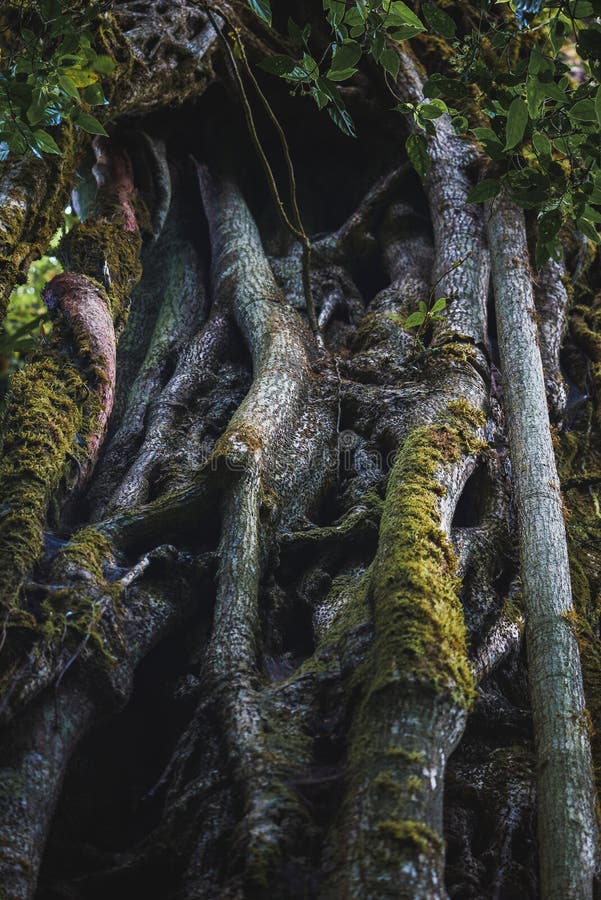 Close Up of Huge Tree Trunk Growing in Forest Stock Image - Image of ...