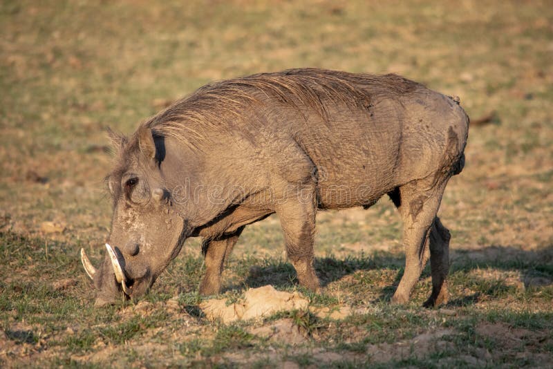 Close-up of a Huge Warthog Eating in the Savanna Stock Photo - Image of ...