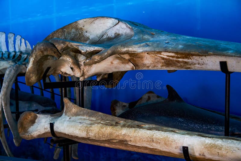 Close-up of a Huge Whale Skeleton Specimen Editorial Image - Image of ...