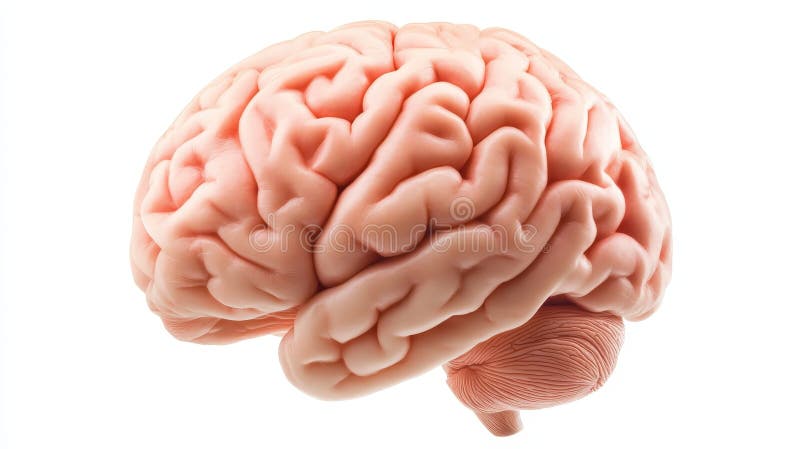 Close-up of Human Brain Model Stock Illustration - Illustration of ...