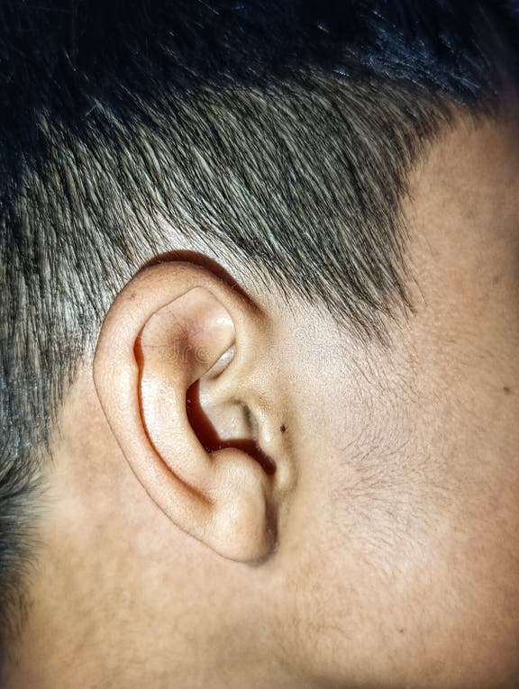 Close-up of a Human Ear and Side Profile Stock Image - Image of face ...