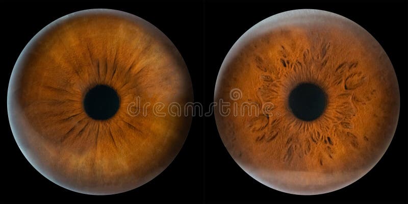 Close Up of Human Eye Iris Brown Color Details on Black Background ...