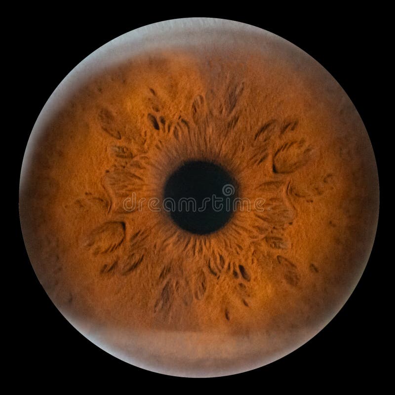 Close Up of Human Eye Iris Brown Color Details on Black Background ...
