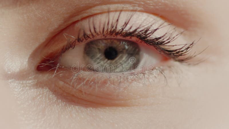 Close-Up of a Human Eye with Visible Eyelashes and Eyebrow Stock ...