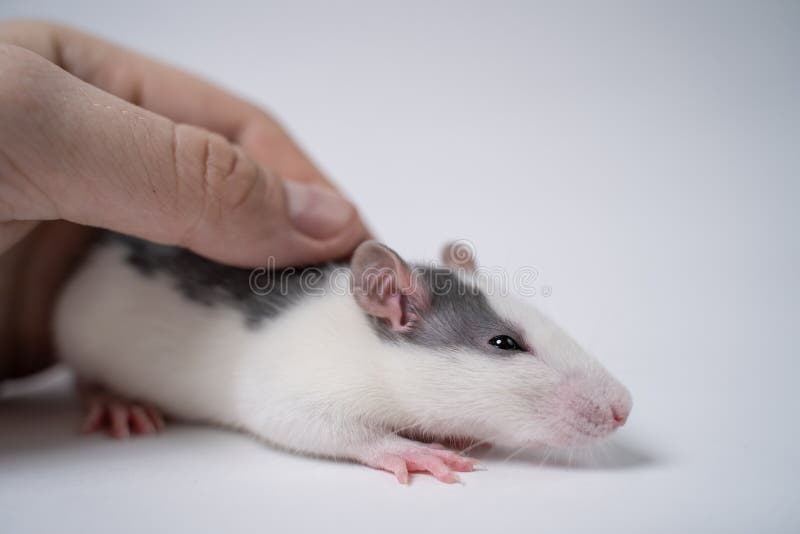 Close-up of a Human Hand Stroking a Rat. Cute Rat Isolated on White ...