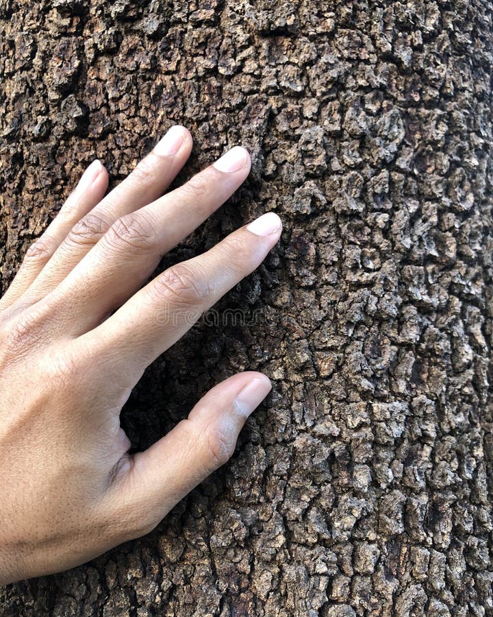 Close Up Human Hand Touching Tree Bark Stock Photo - Image of skin ...