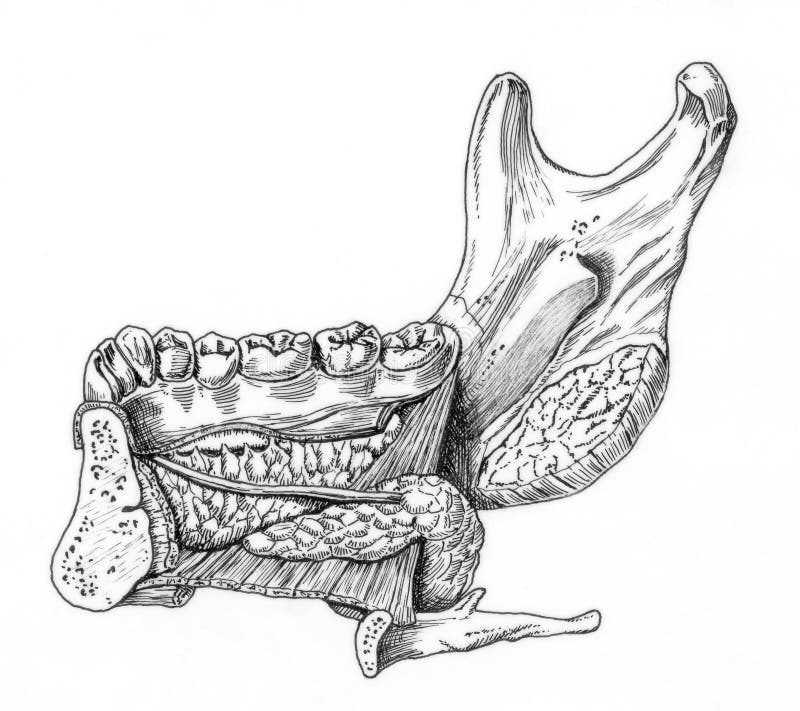 Close-up of human jaw stock illustration. Illustration of close - 15991557