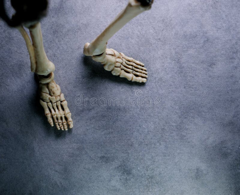 Close Up Human Skeleton stock photo. Image of body, education - 151949072