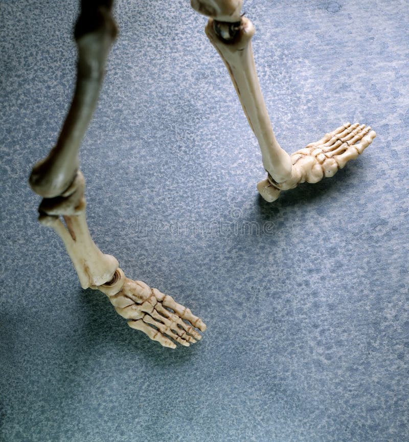 Close Up Human Skeleton stock image. Image of halloween - 151949133